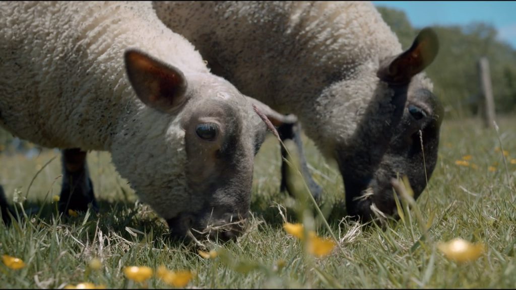 Starfield Farm Animal Sanctuary